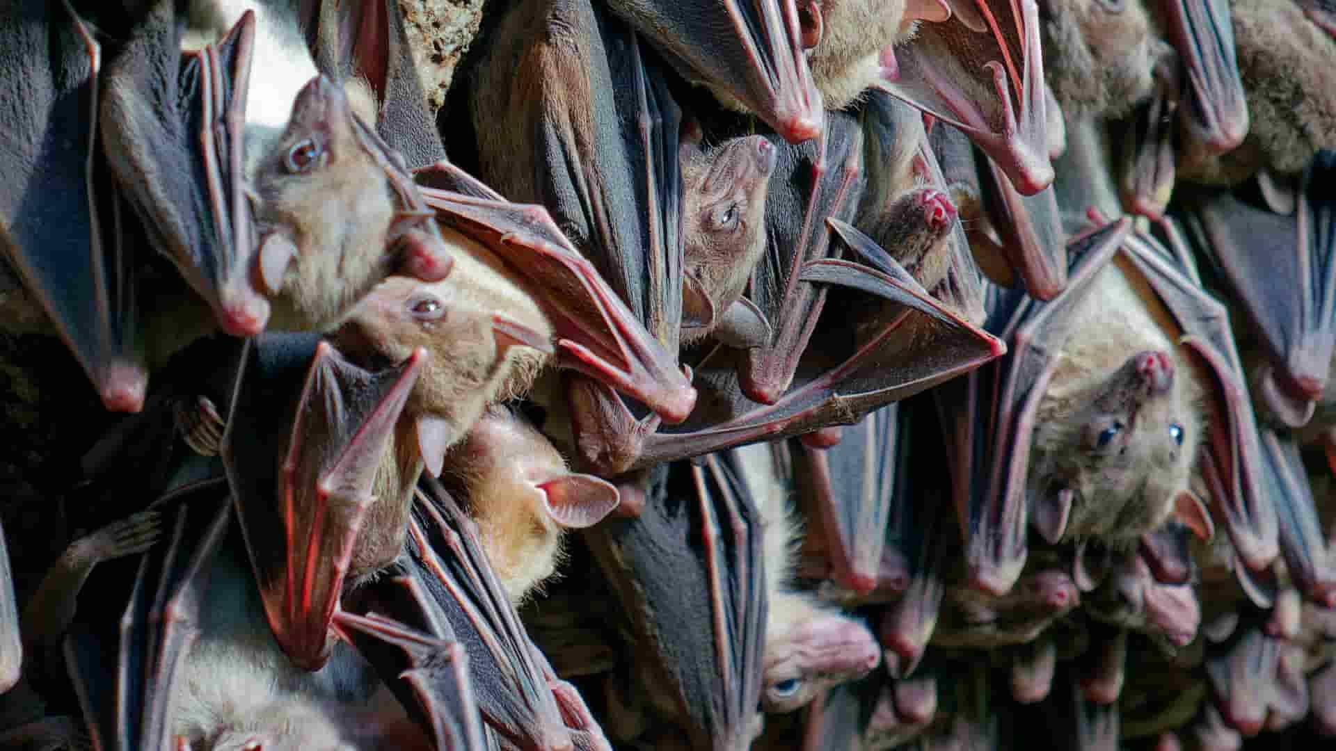 How To Use Bat Guano For Weed, Definition, Benefits & More.