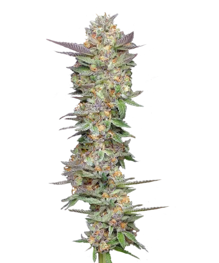 Pink Runtz Strain – 25% THC | Shop in the USA