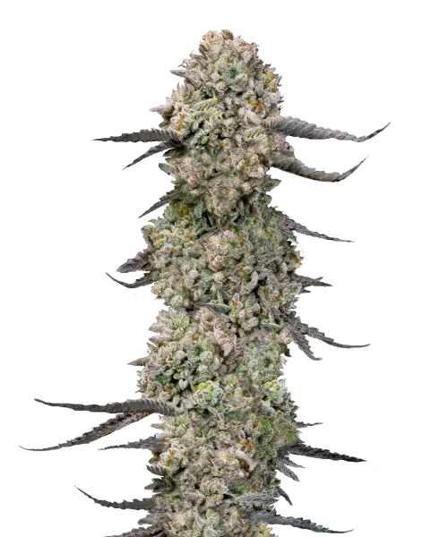 Rainbow Belts Seeds – 23% | Free USA Shipping